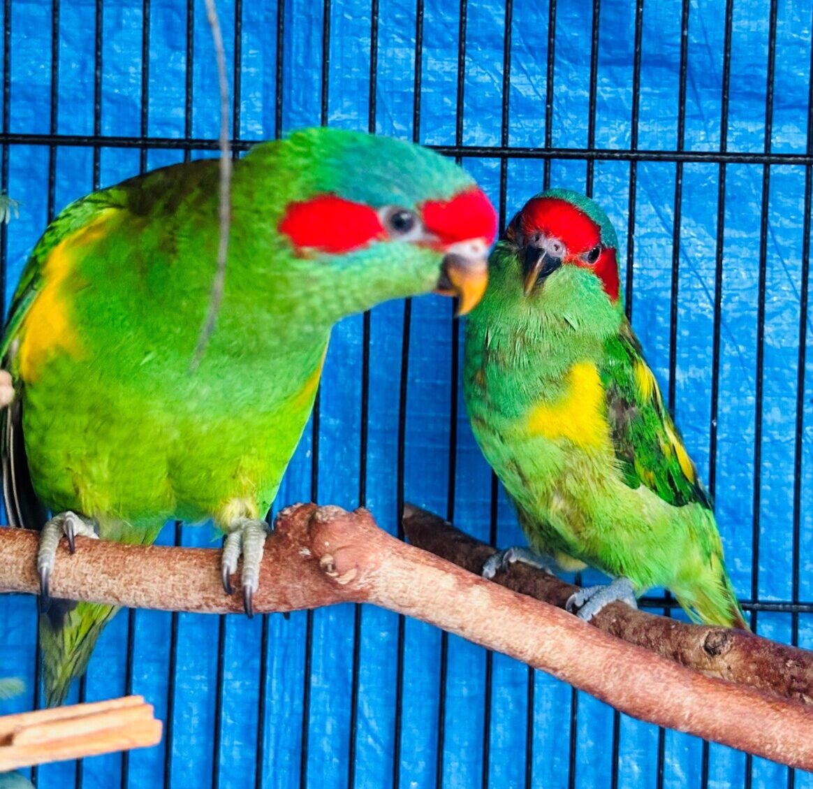 Treehouse Adoptions - Give a beautiful bird a second chance!