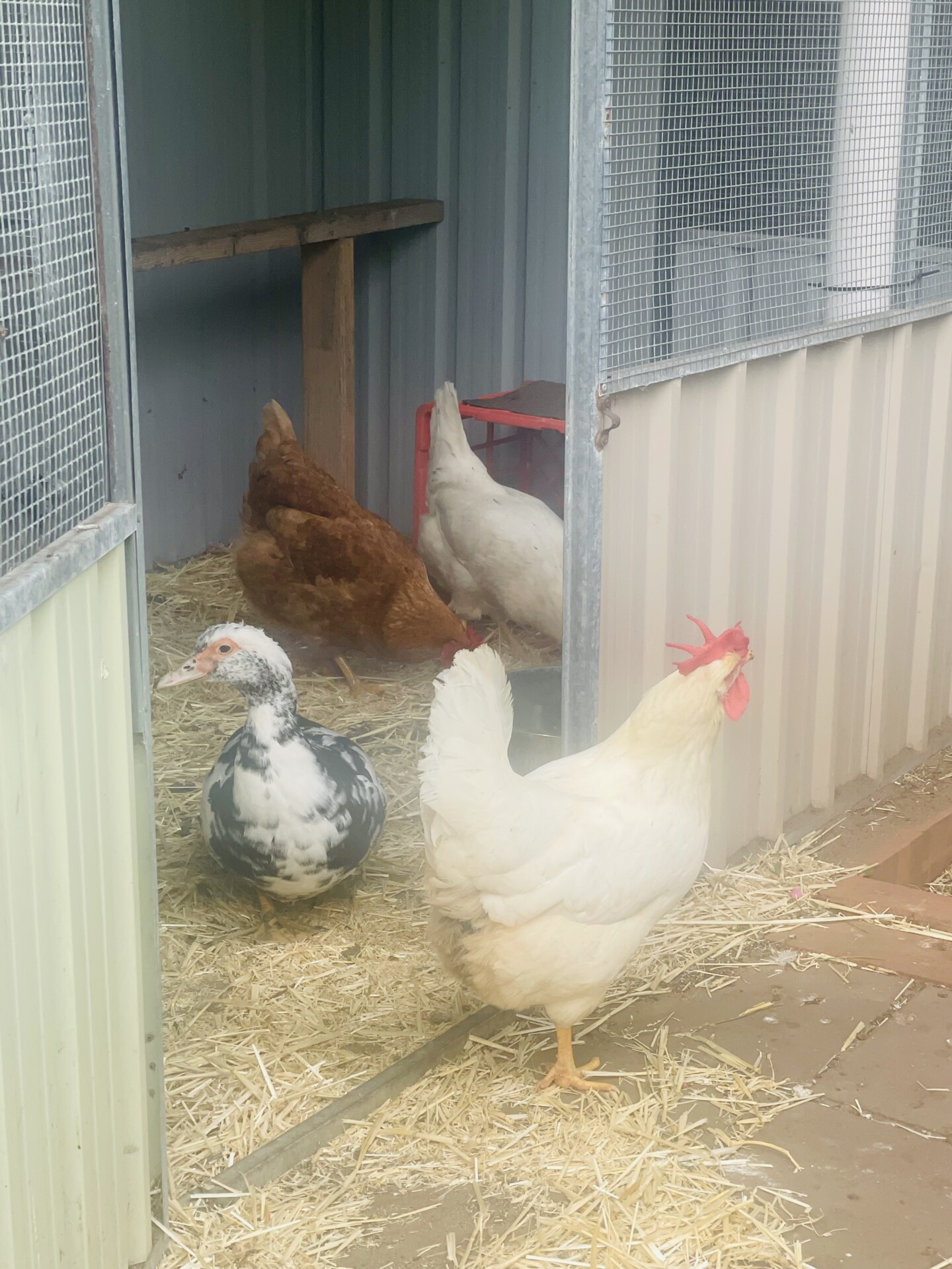 Treehouse Adoptions - Give a beautiful bird a second chance!