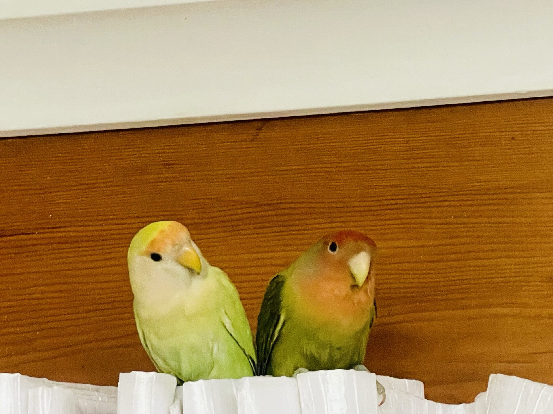 Treehouse – Bird Adoption – Treehouse Adoptions