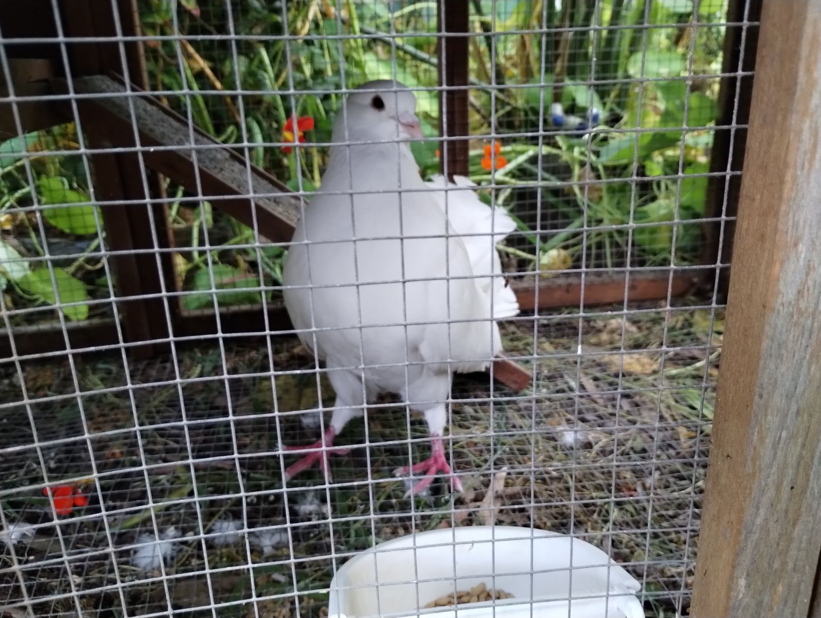 Treehouse – Bird Adoption – Treehouse Adoptions