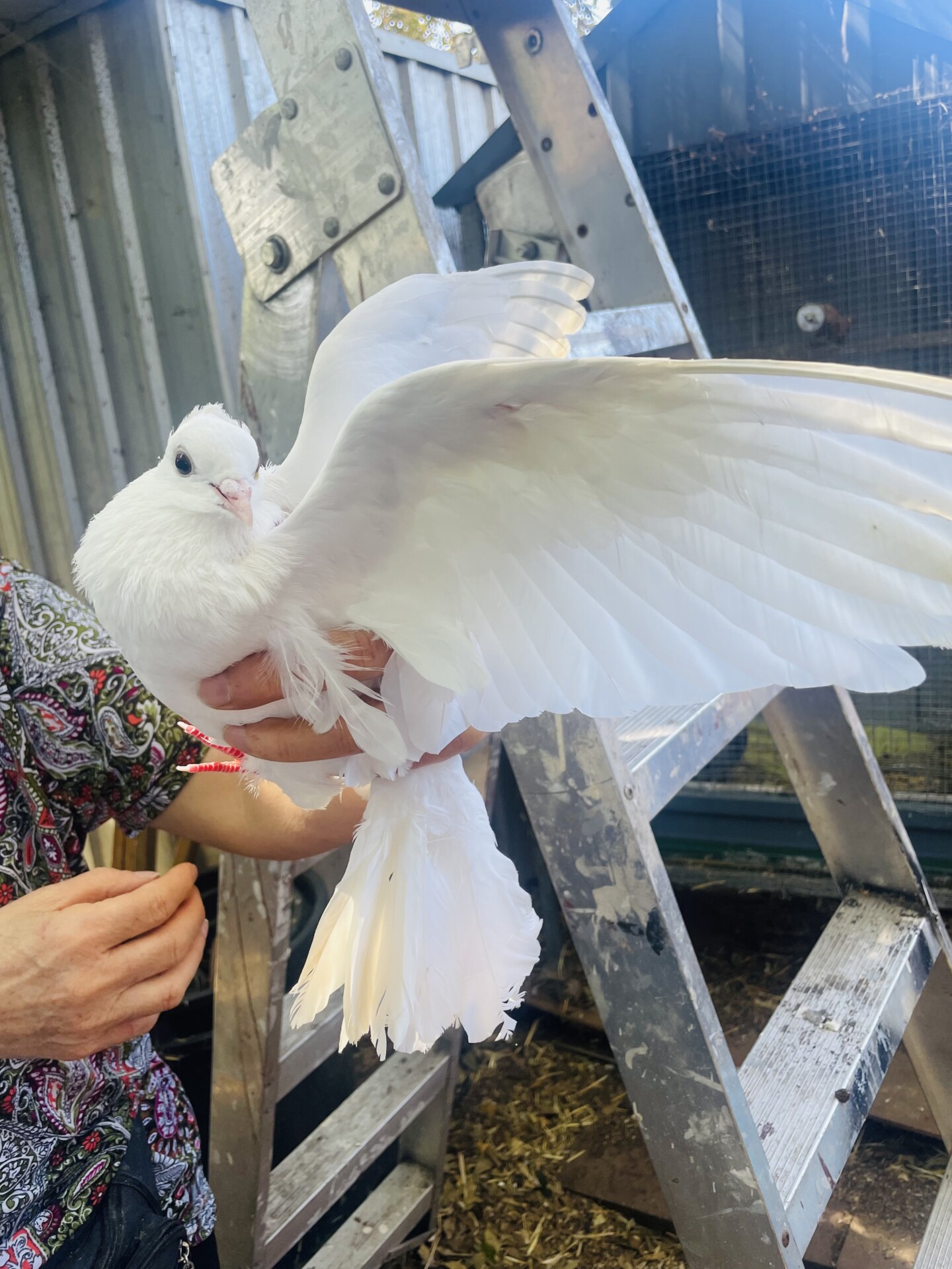 Treehouse – Bird Adoption – Treehouse Adoptions