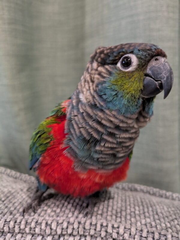 Treehouse – Bird Adoption – Treehouse Adoptions