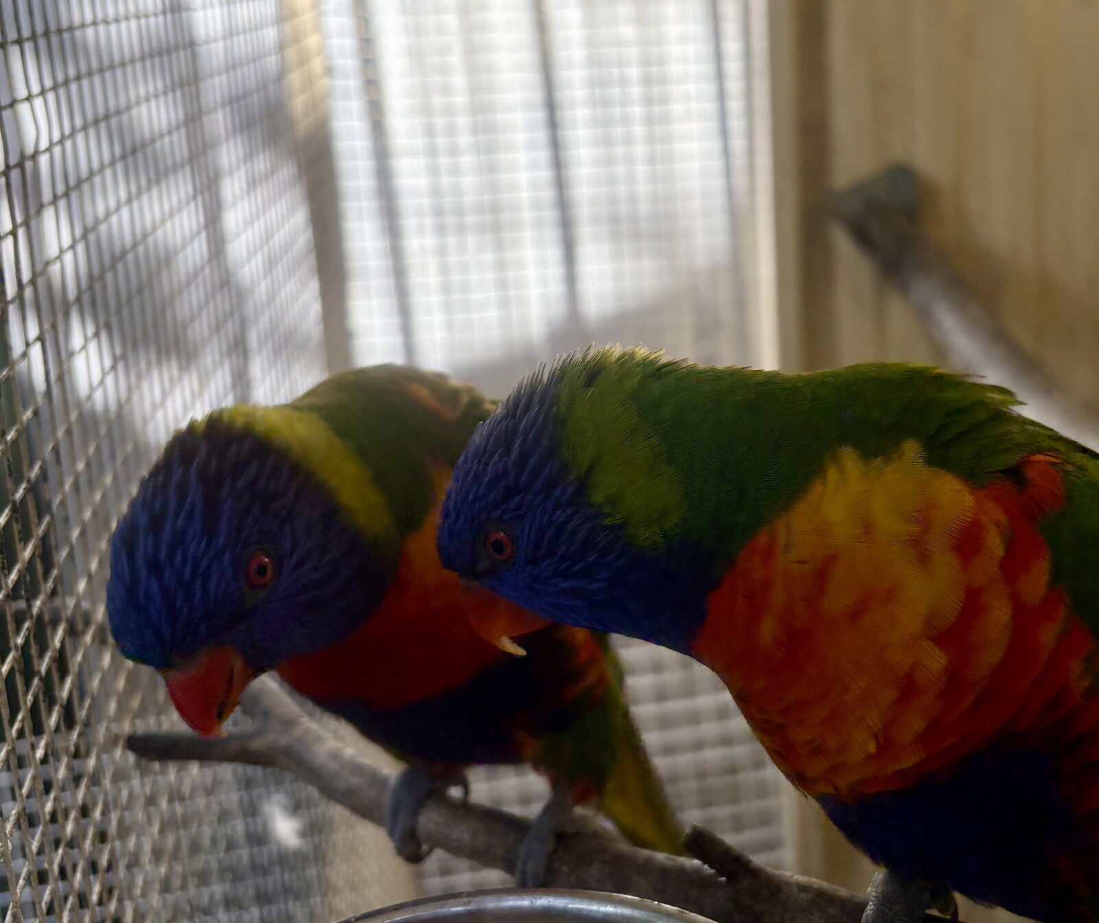 Treehouse – Bird Adoption – Treehouse Adoptions